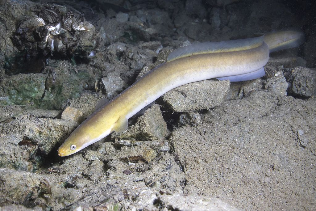 What Does Eel Taste Like Simply Healthy Family What Does Eel Taste Like Simply Healthy Family