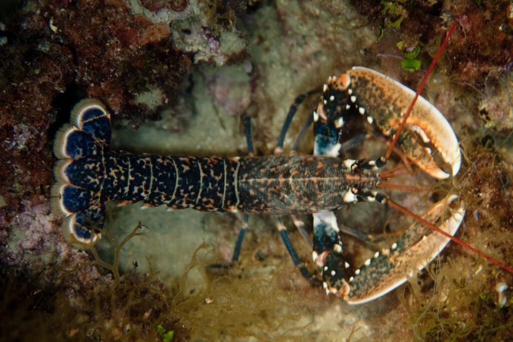 Types of Lobster - Simply Healthy Family